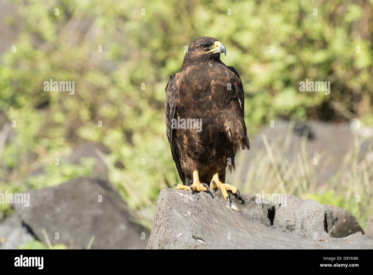 Stock photo of a galapagos hawk sitting on a rock Stock Photo - Alamy