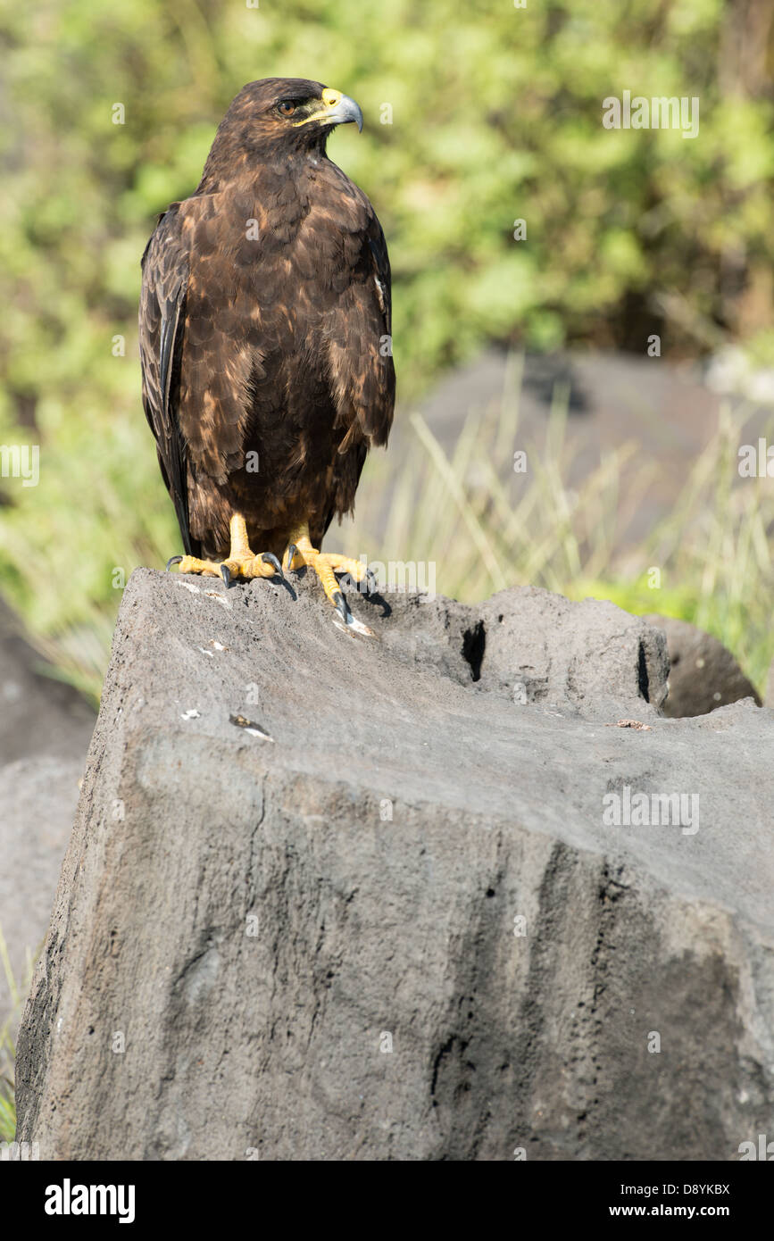 Stock photo of a galapagos hawk sitting on a rock Stock Photo - Alamy