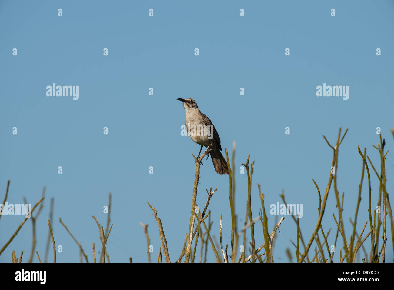 Galapagos mockingbird (Mimus parvulus) on the tips of a branch Stock ...