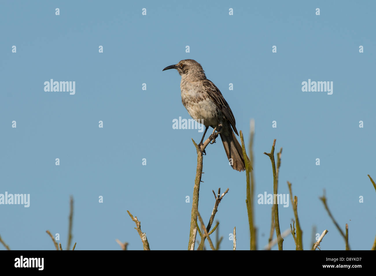 Galapagos mockingbird (Mimus parvulus) on the tips of a branch Stock ...