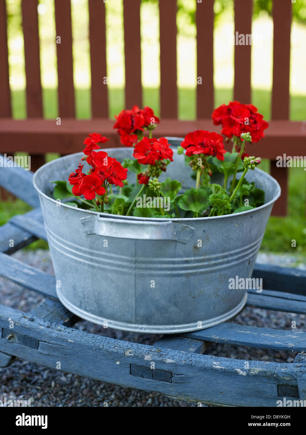 Red geranium in steel pot Stock Photo - Alamy