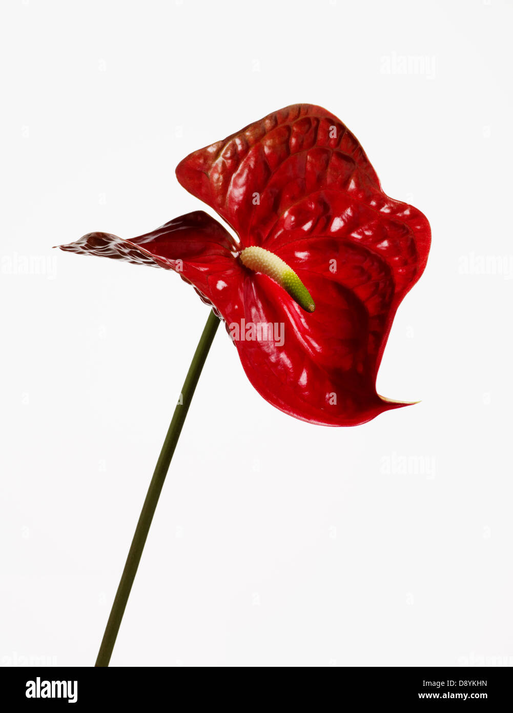 Anthurium Cut Out Stock Images & Pictures - Alamy