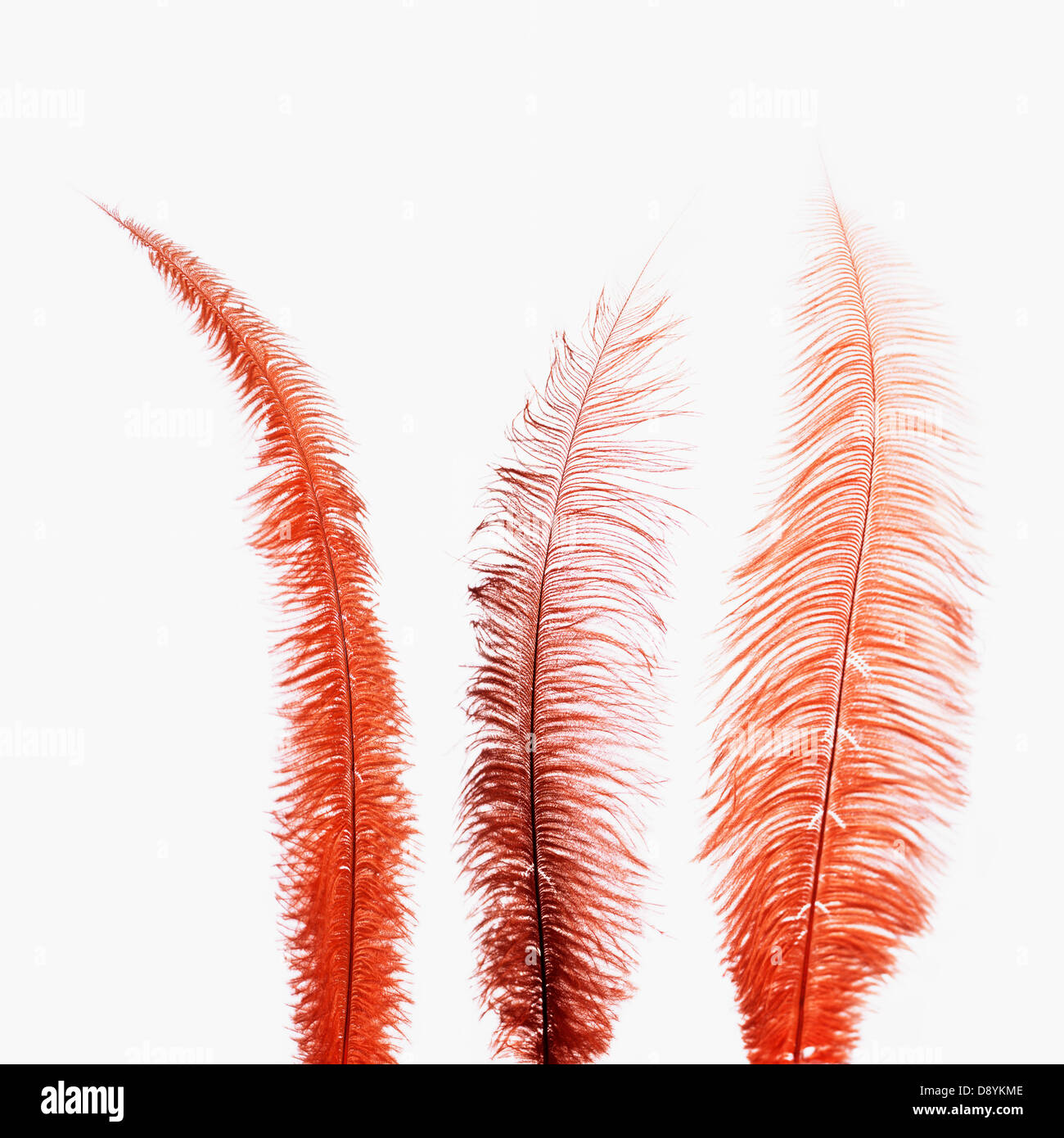 Three feathers hi-res stock photography and images - Alamy