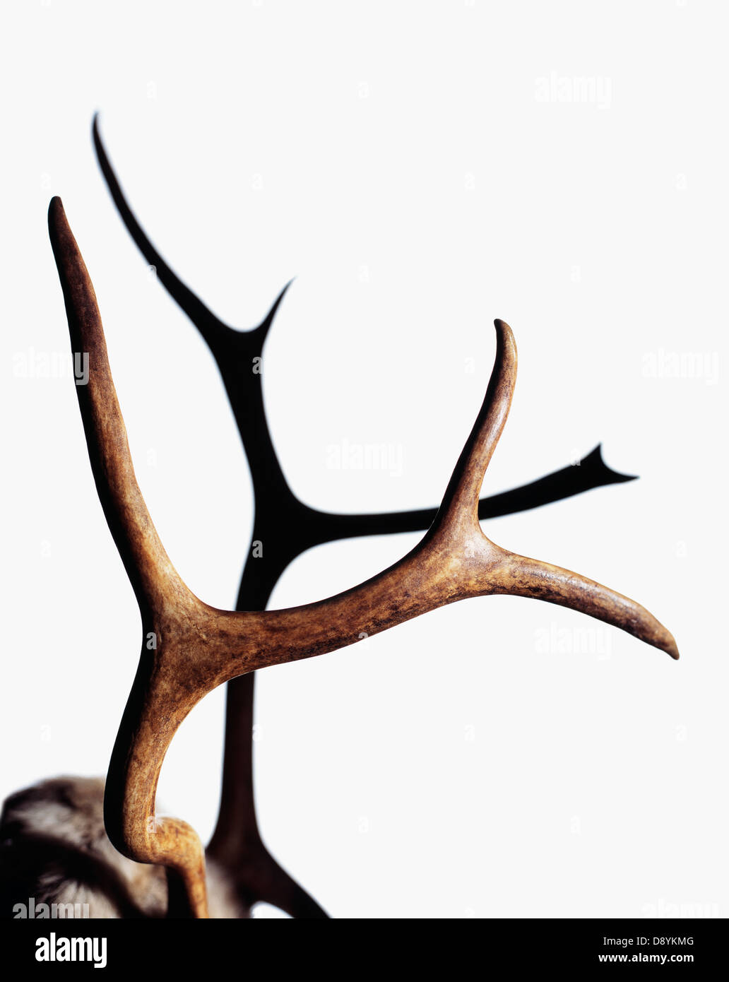 Studio close up branch hi-res stock photography and images - Alamy