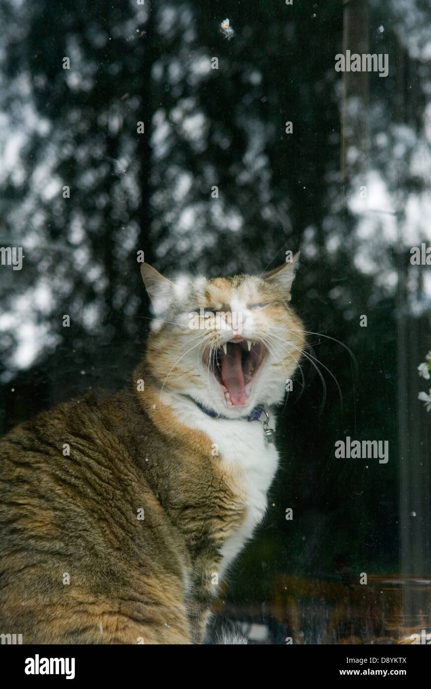 A cat sitting in a window Stock Photo - Alamy