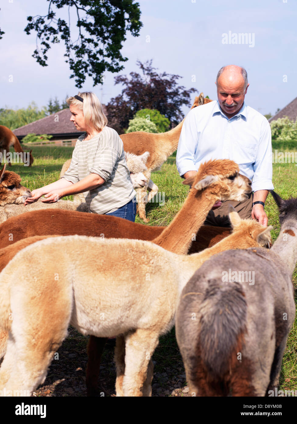 Man and woman feeding alpacas, Skane, Sweden Stock Photo - Alamy