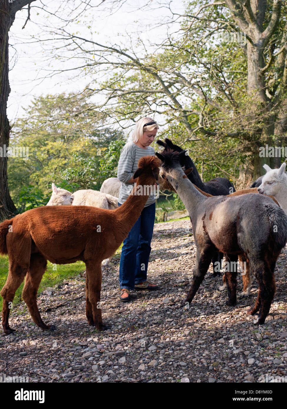 Llamas feeding hi-res stock photography and images - Alamy