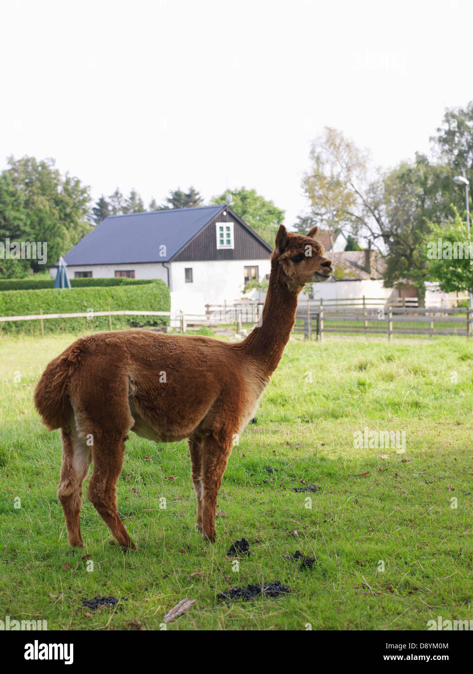 One alpaca, Skane, Sweden Stock Photo - Alamy
