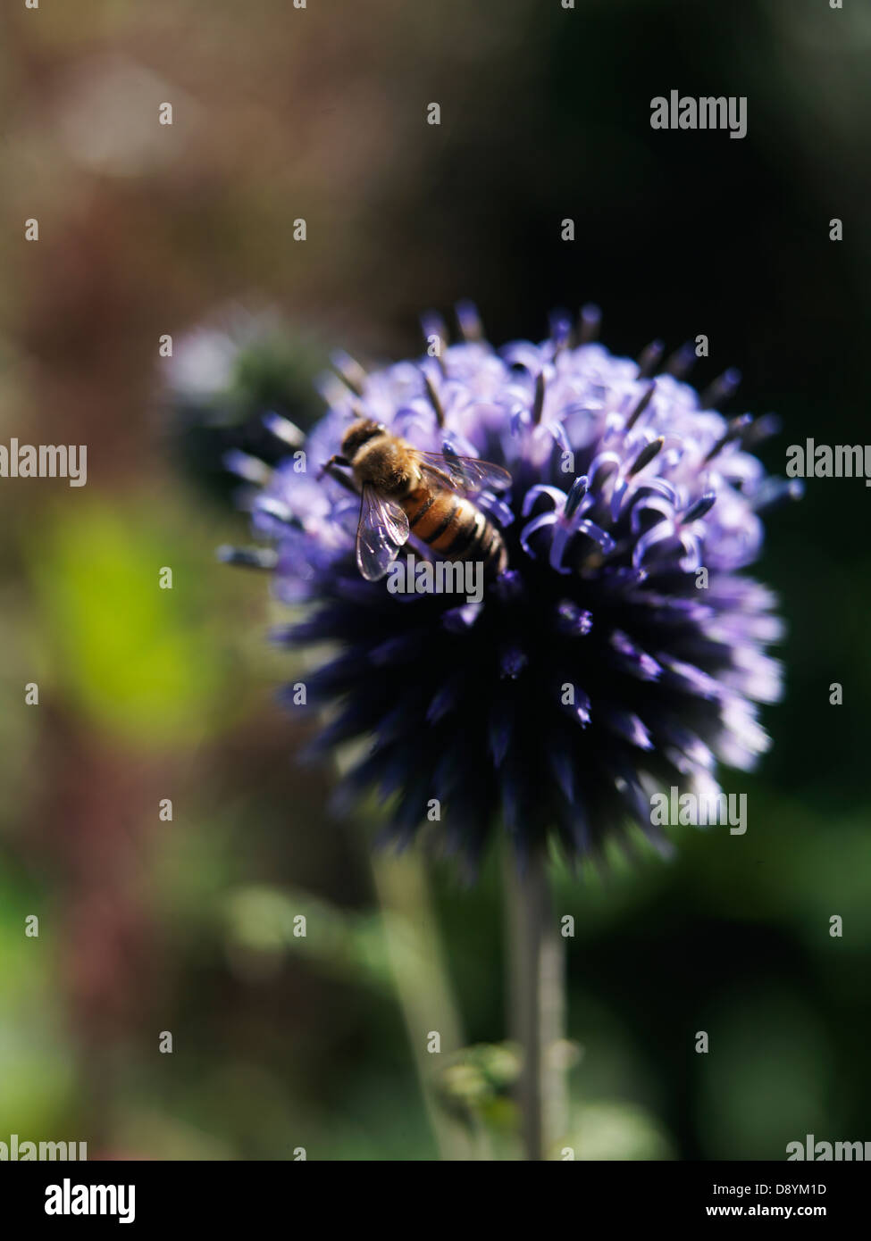 A bee on a flower, close-up Stock Photo - Alamy