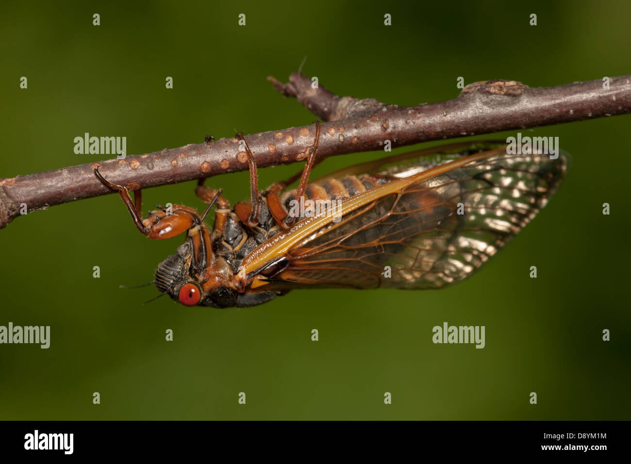 17 Year Cicadas High Resolution Stock Photography and Images - Alamy