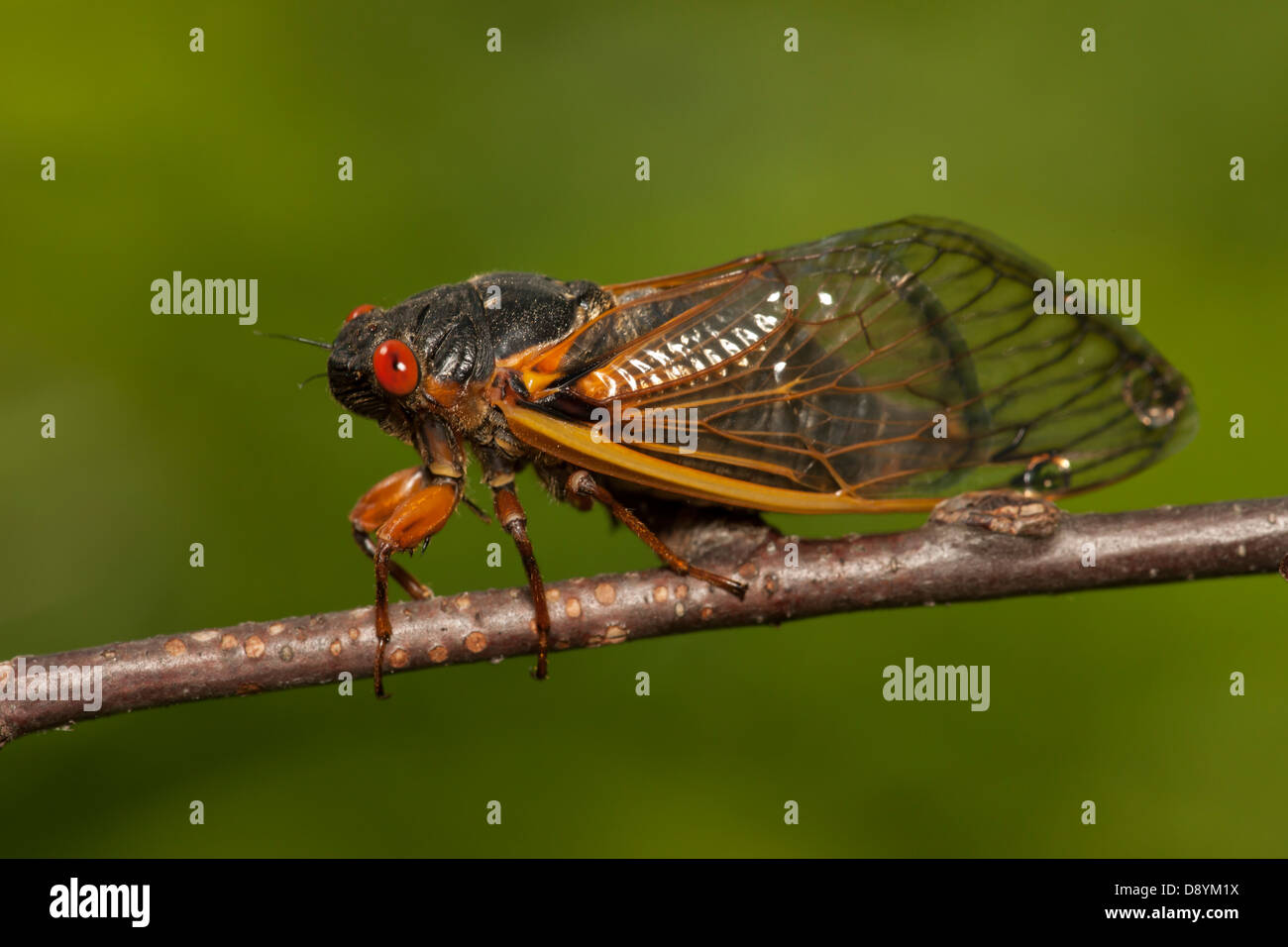 An adult Brood II 17-year periodical cicada (Magicicada septendecim ...