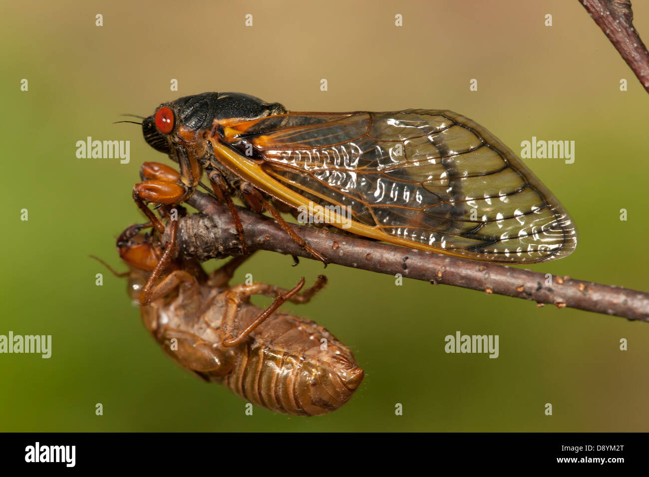 17 Year Cicadas High Resolution Stock Photography and Images - Alamy