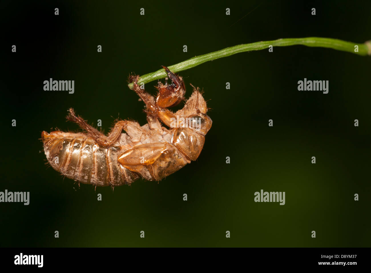 A shed skin of a 17-year periodical cicada (Magicicada septendecim ...