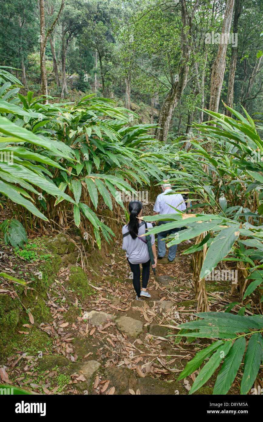 Kerala Cardamom Hills