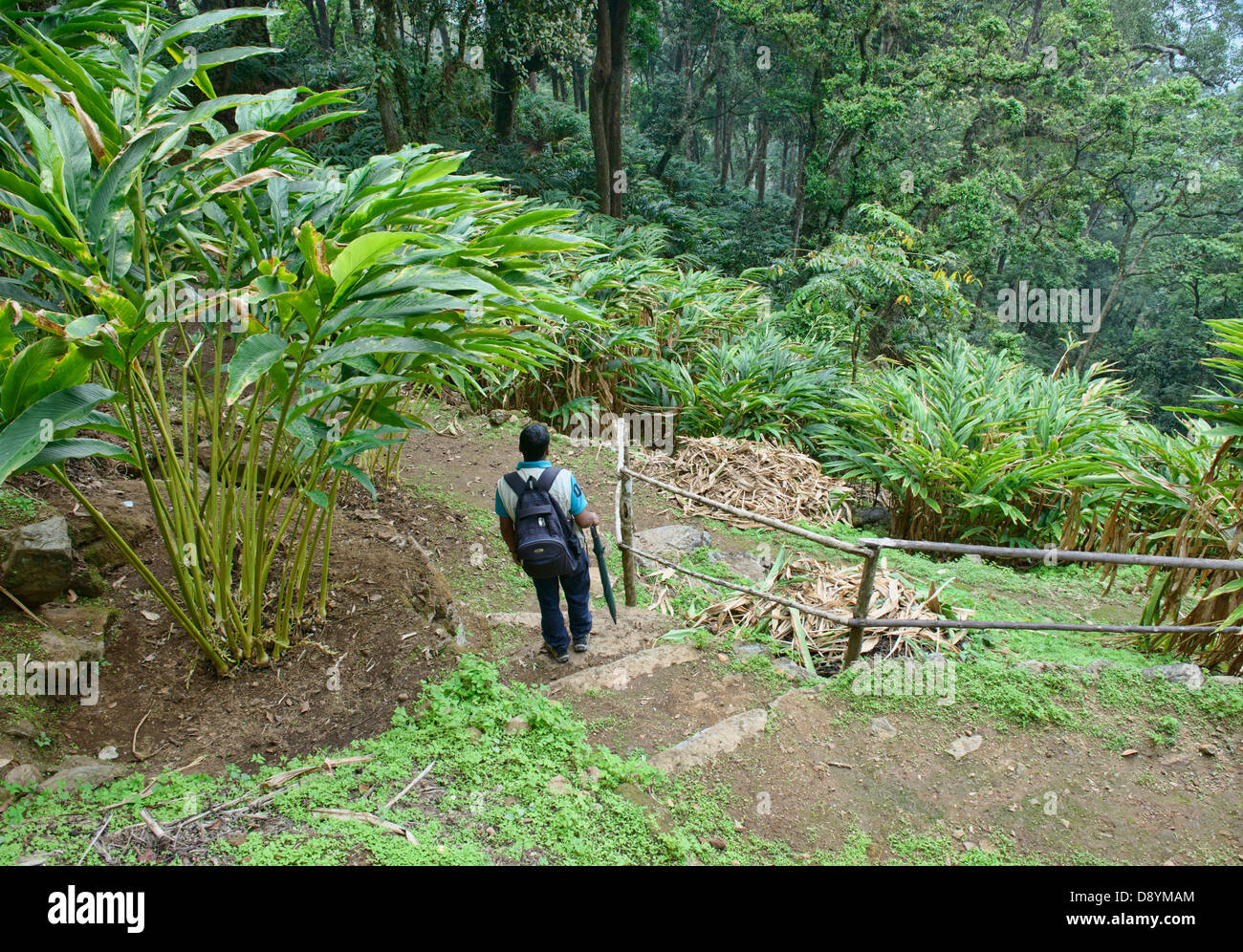 Cardamom plantation hi-res stock photography and images - Alamy