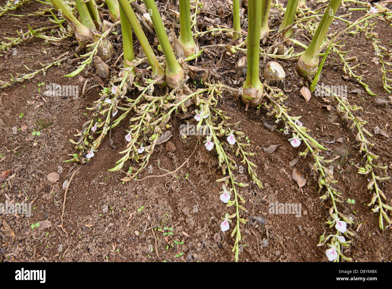 fresh cardamom plants in Munnar, a hill station in Kerala, India Stock ...