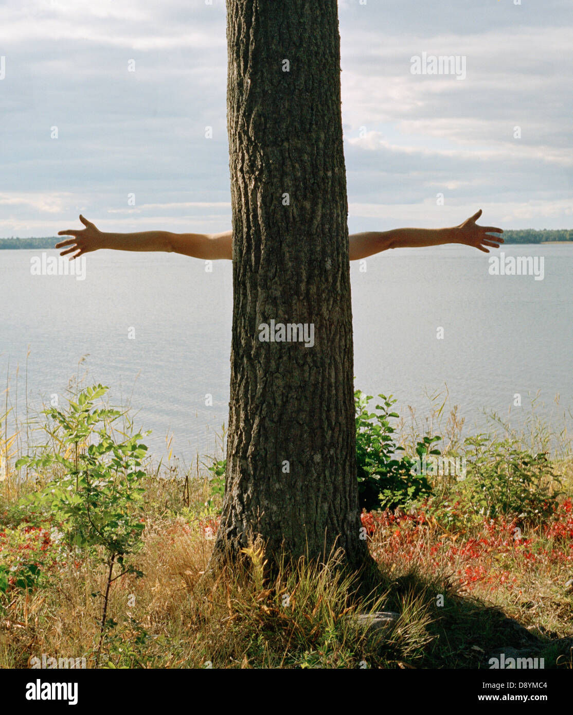 Man standing behind a tree, Sweden Stock Photo - Alamy