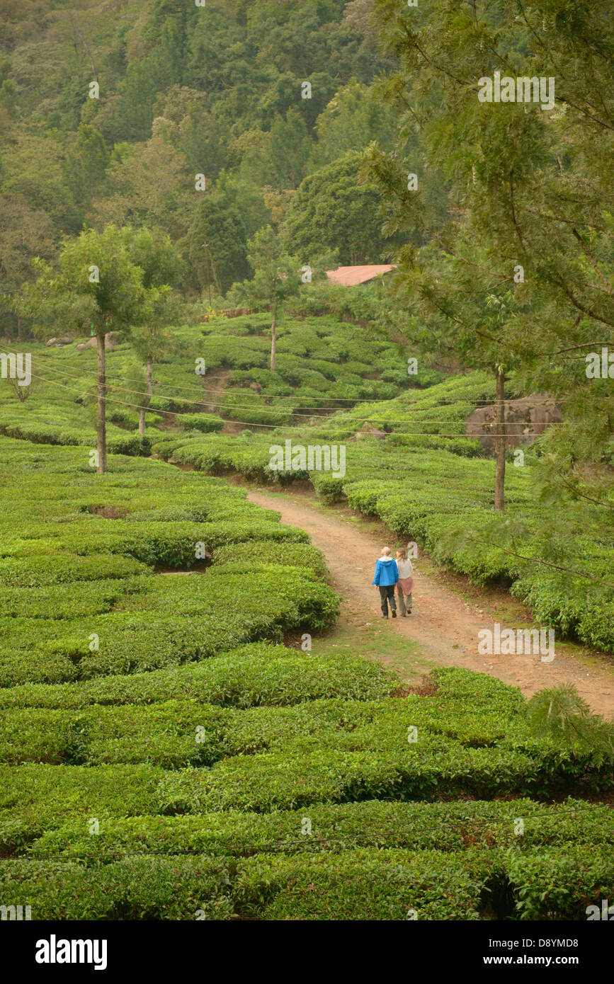 The beautiful tea plantations of Munnar, a hill station in Kerala ...