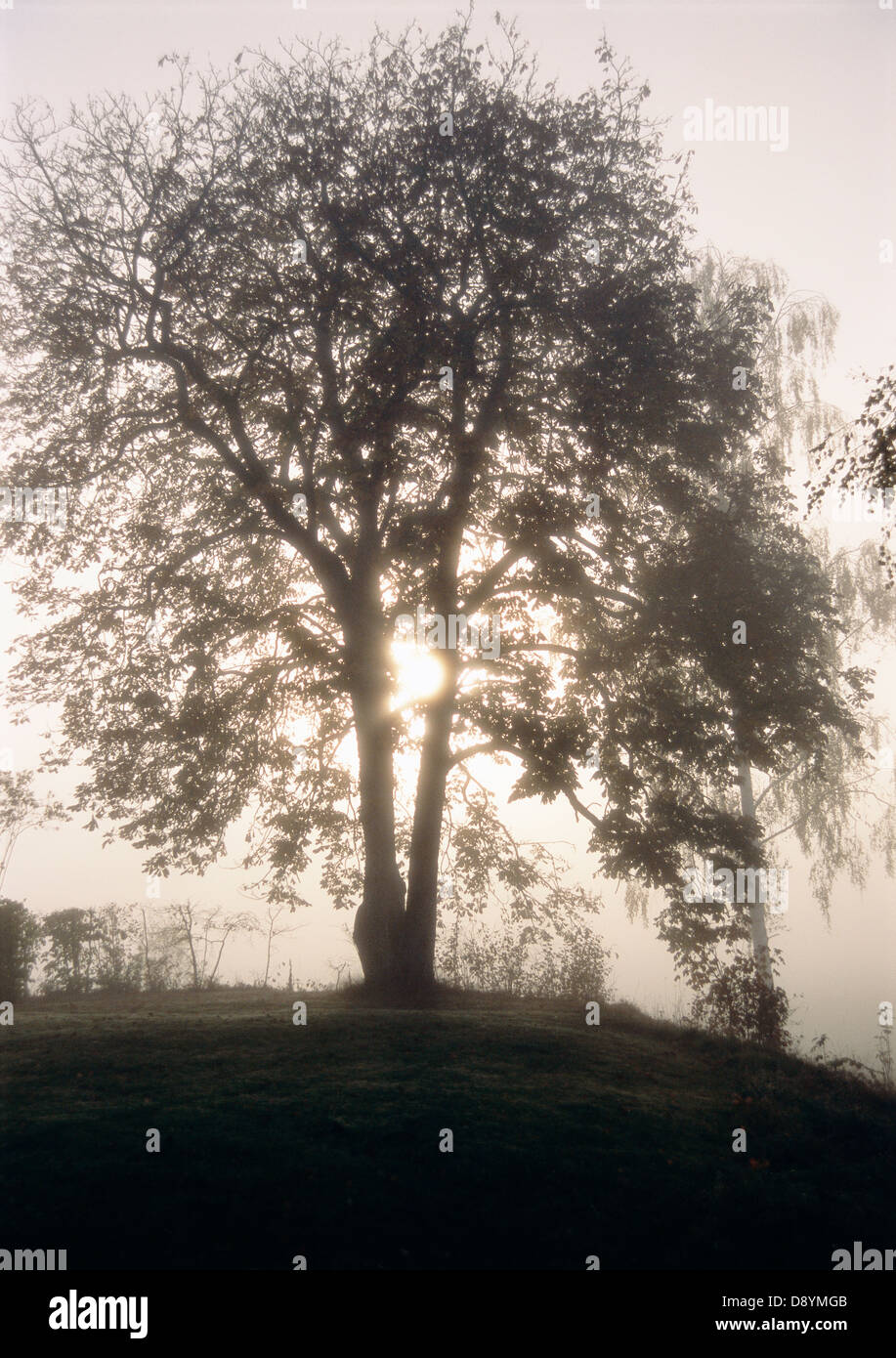 Sun shining between trees Stock Photo - Alamy