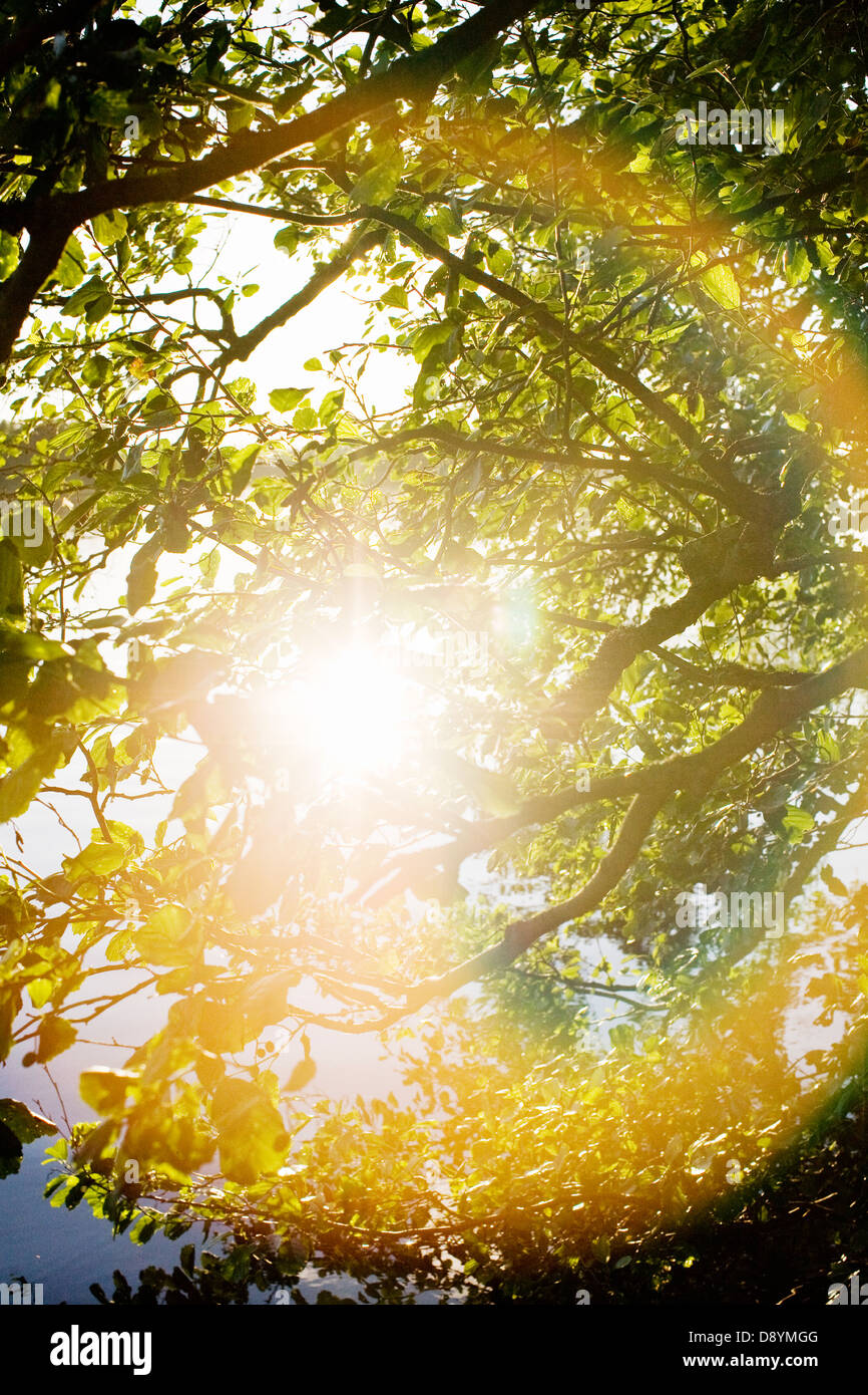 Foliage against the sunset, Finland Stock Photo - Alamy