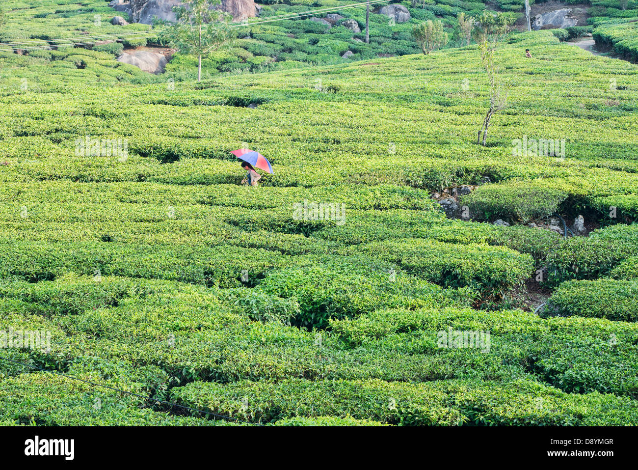 The beautiful tea plantations of Munnar, a hill station in Kerala ...