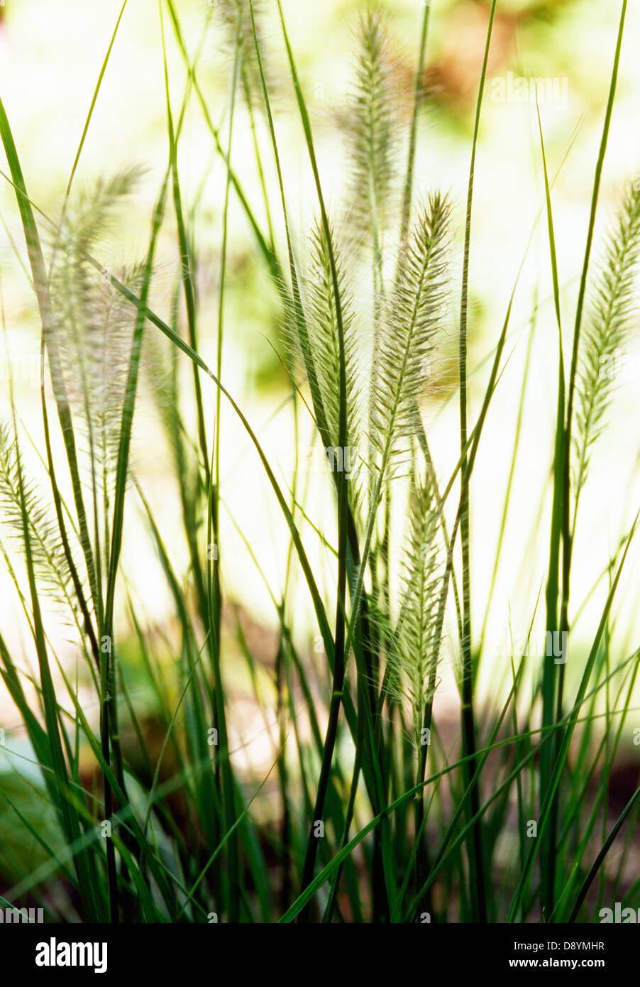 Blades of grass Stock Photo - Alamy