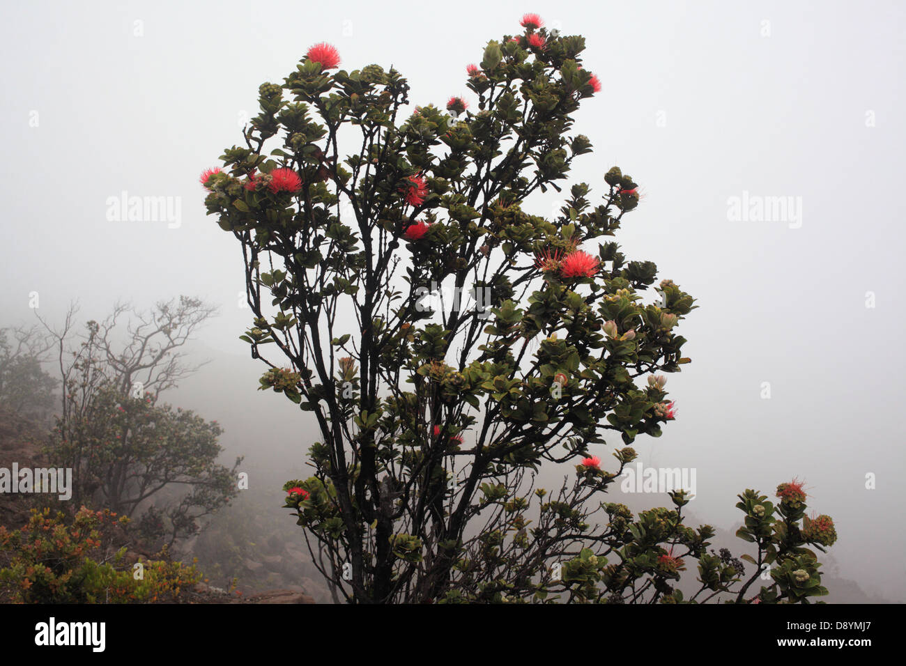 See flowers in the fog hi-res stock photography and images - Alamy