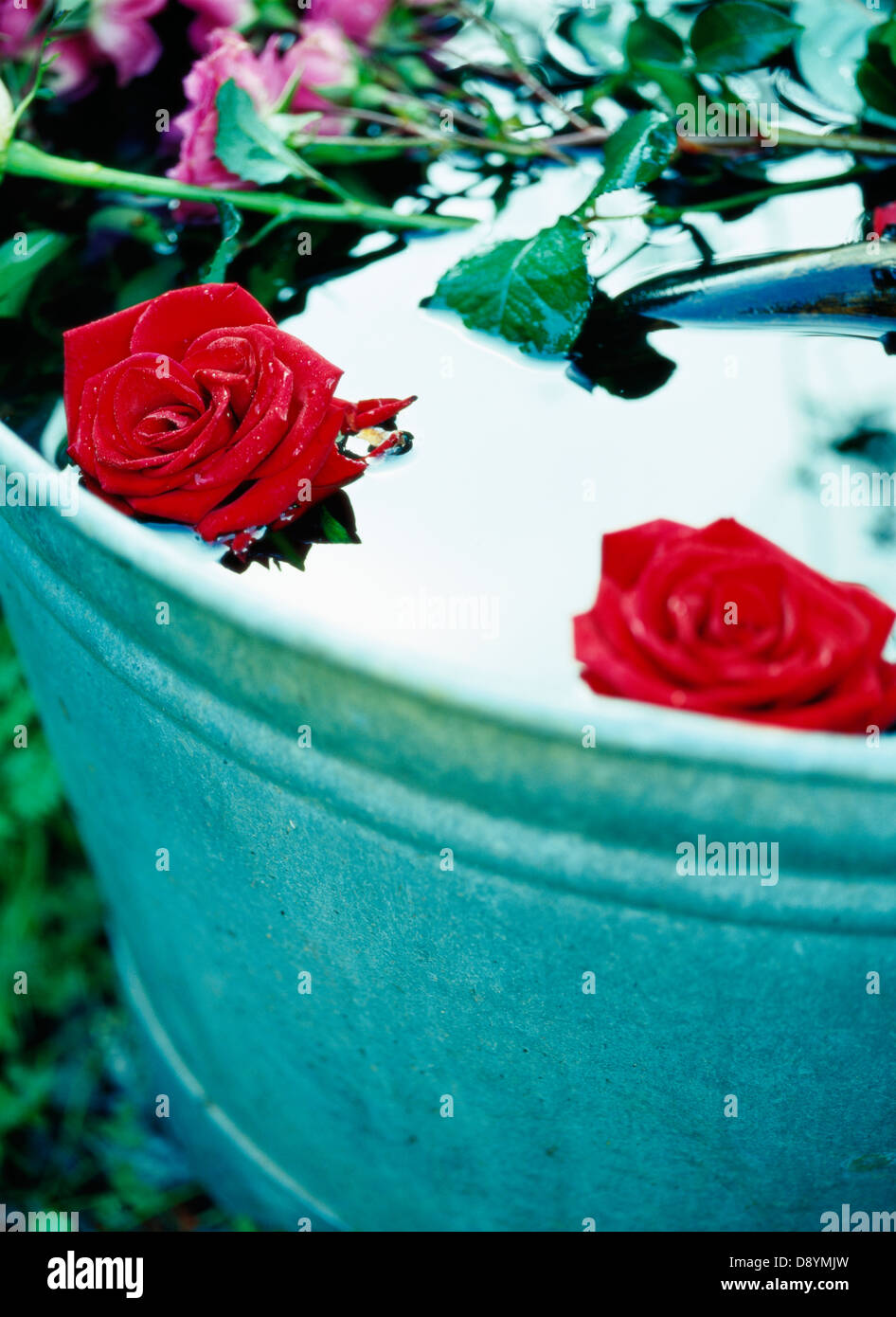 Roses floating on water in tub Stock Photo - Alamy