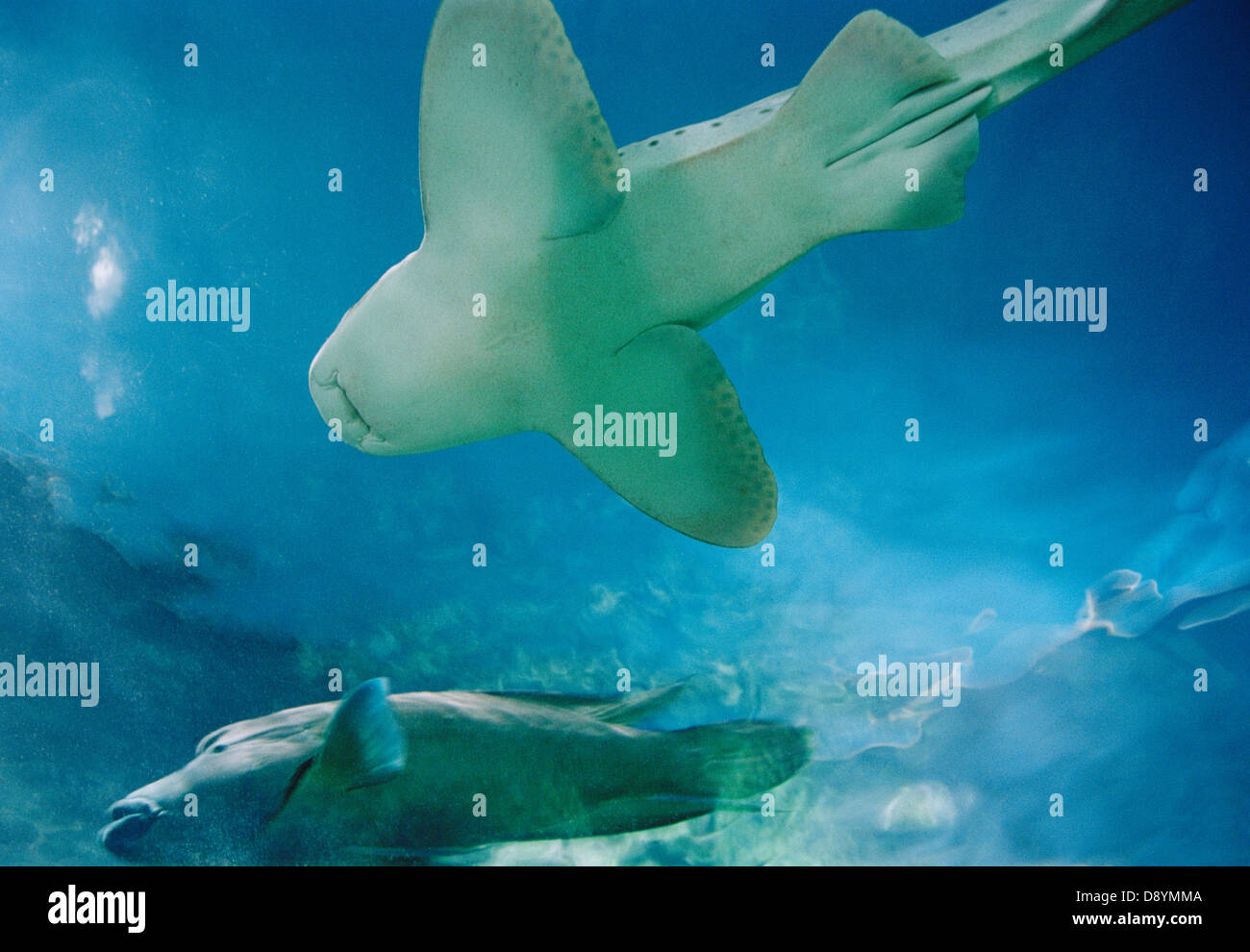 Shark swimming hi-res stock photography and images - Alamy