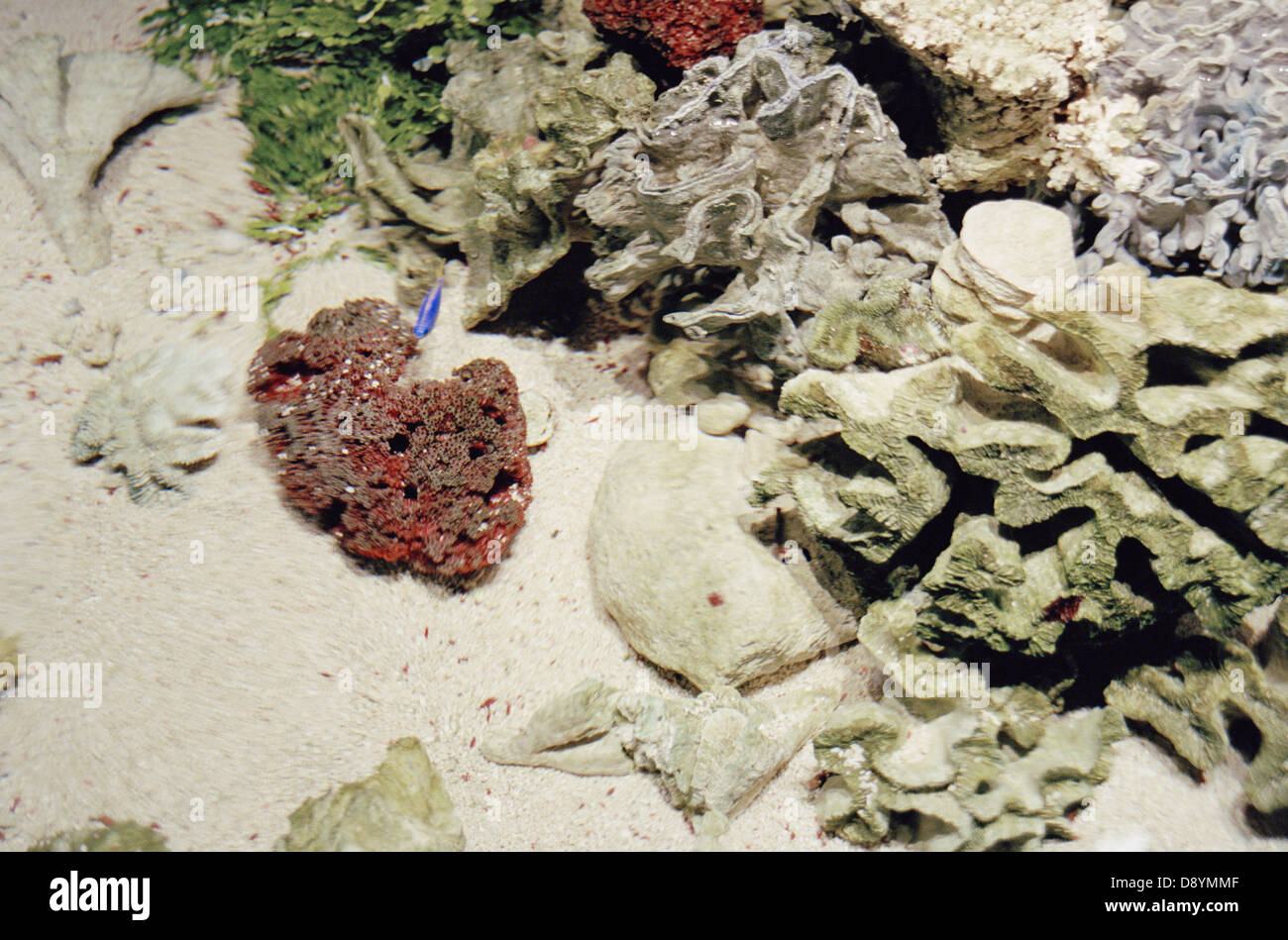 Reef shape hi-res stock photography and images - Alamy