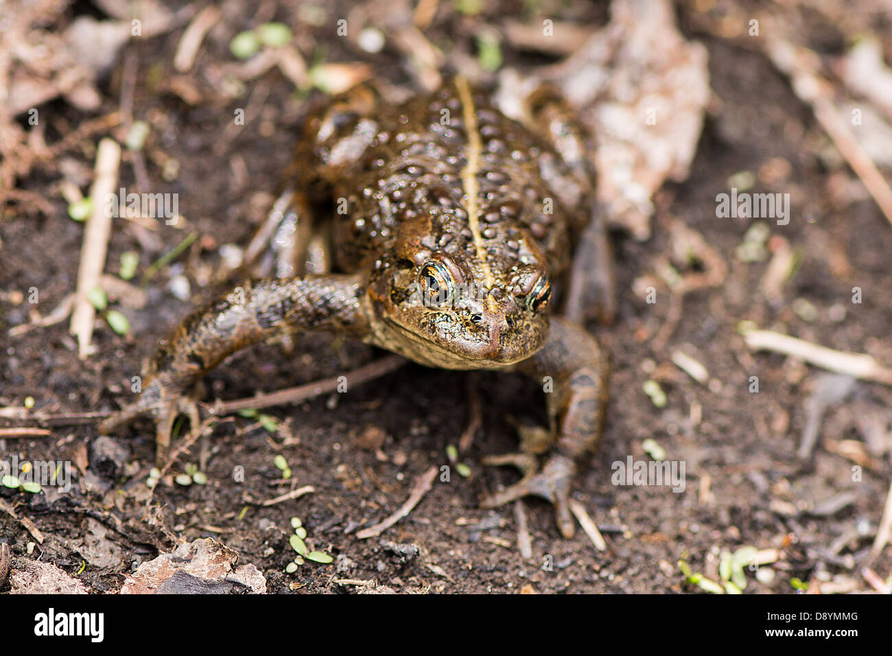 Frog, Toad, breeding, albino, log, lake, reptile, Banff, Alberta ...