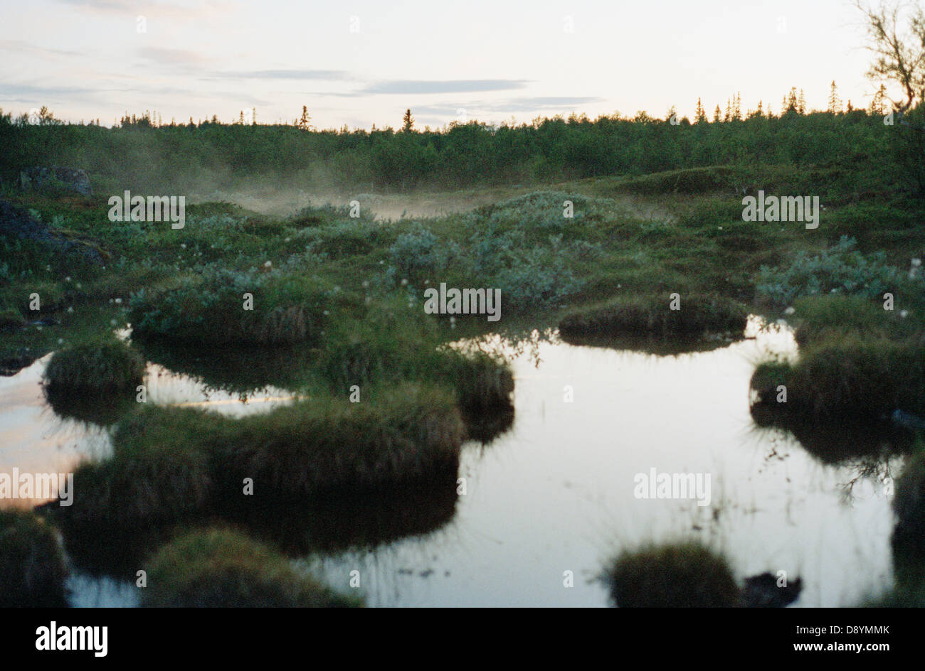 A swamp at dawn, Sweden Stock Photo - Alamy
