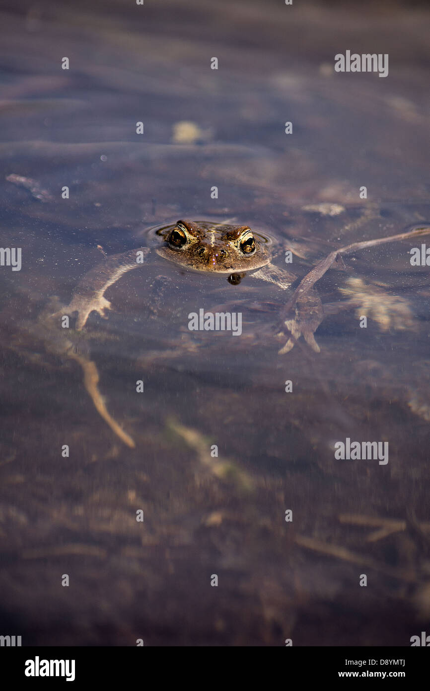 Frog, Toad, breeding, albino, log, lake, reptile, Banff, Alberta ...