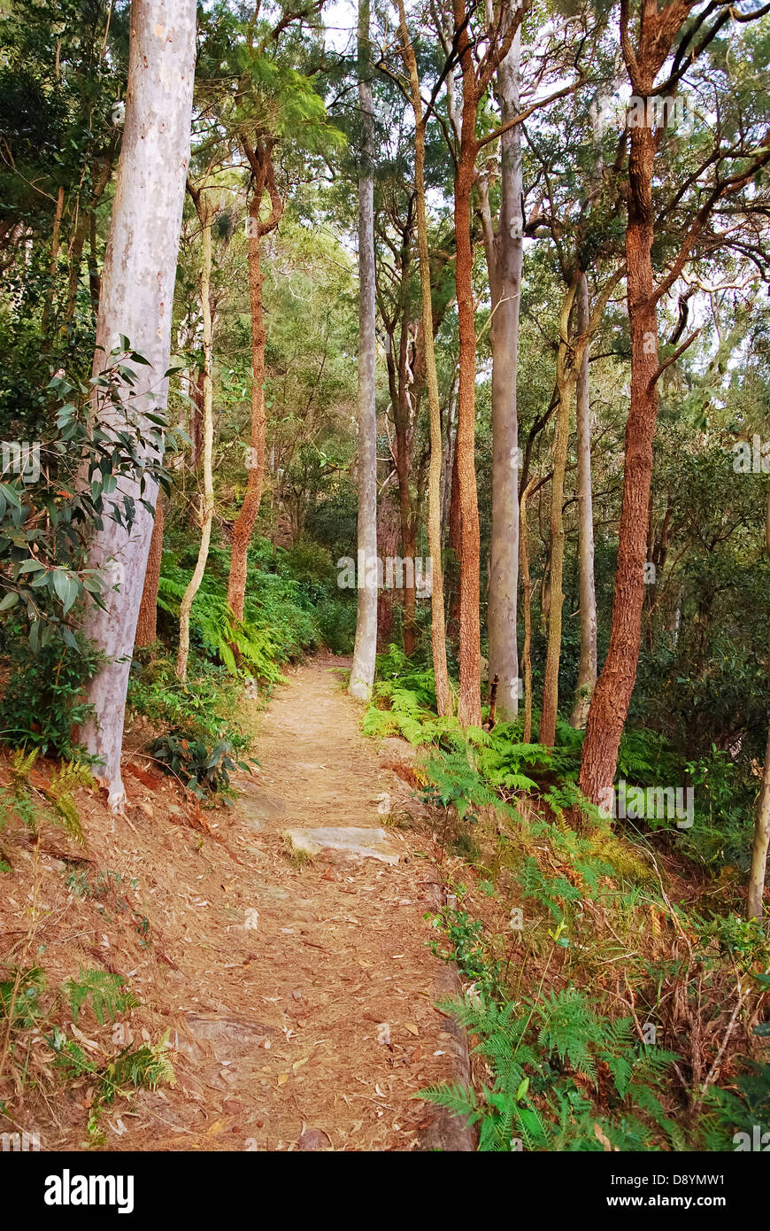 Sydney Suburban Forest Stock Photo - Alamy