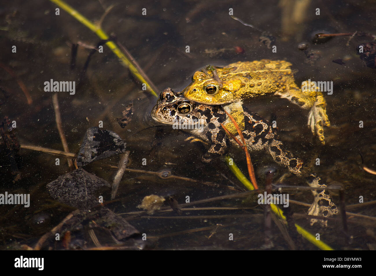 Frog, Toad, breeding, albino, log, lake, reptile, Banff, Alberta ...