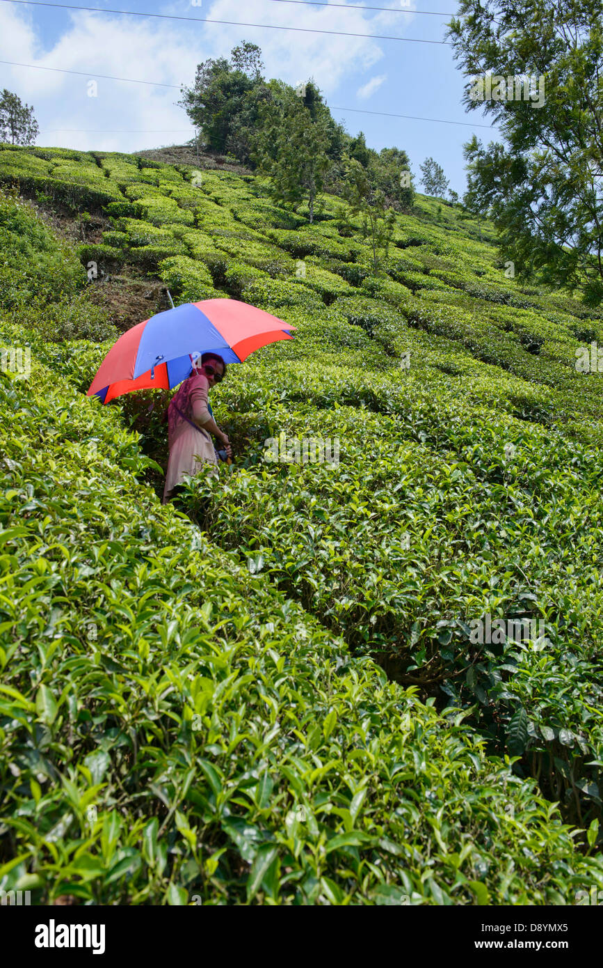 The beautiful tea plantations of Munnar, a hill station in Kerala ...