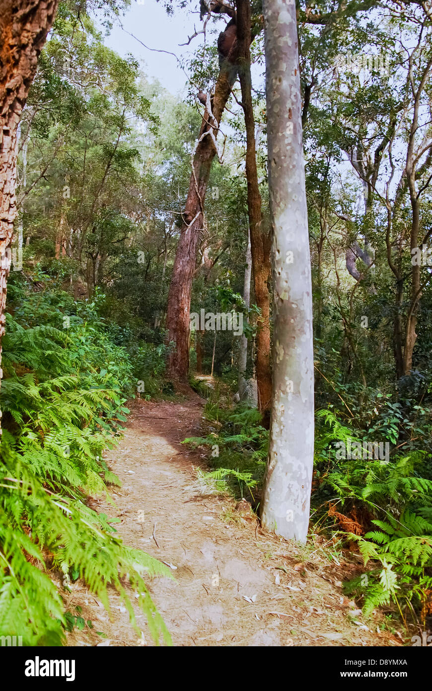 Sydney forest hi-res stock photography and images - Alamy