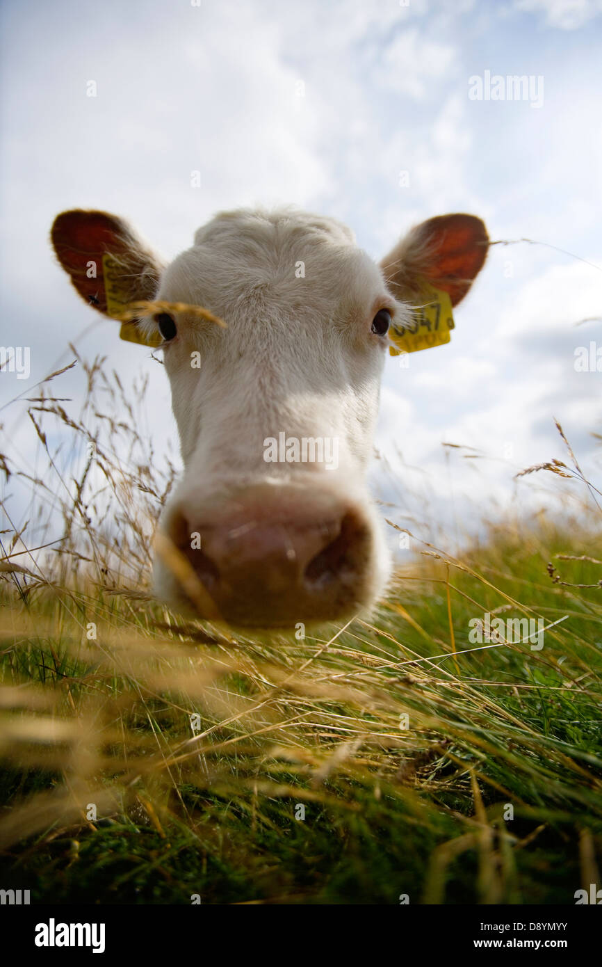 Bull ear hi-res stock photography and images - Alamy
