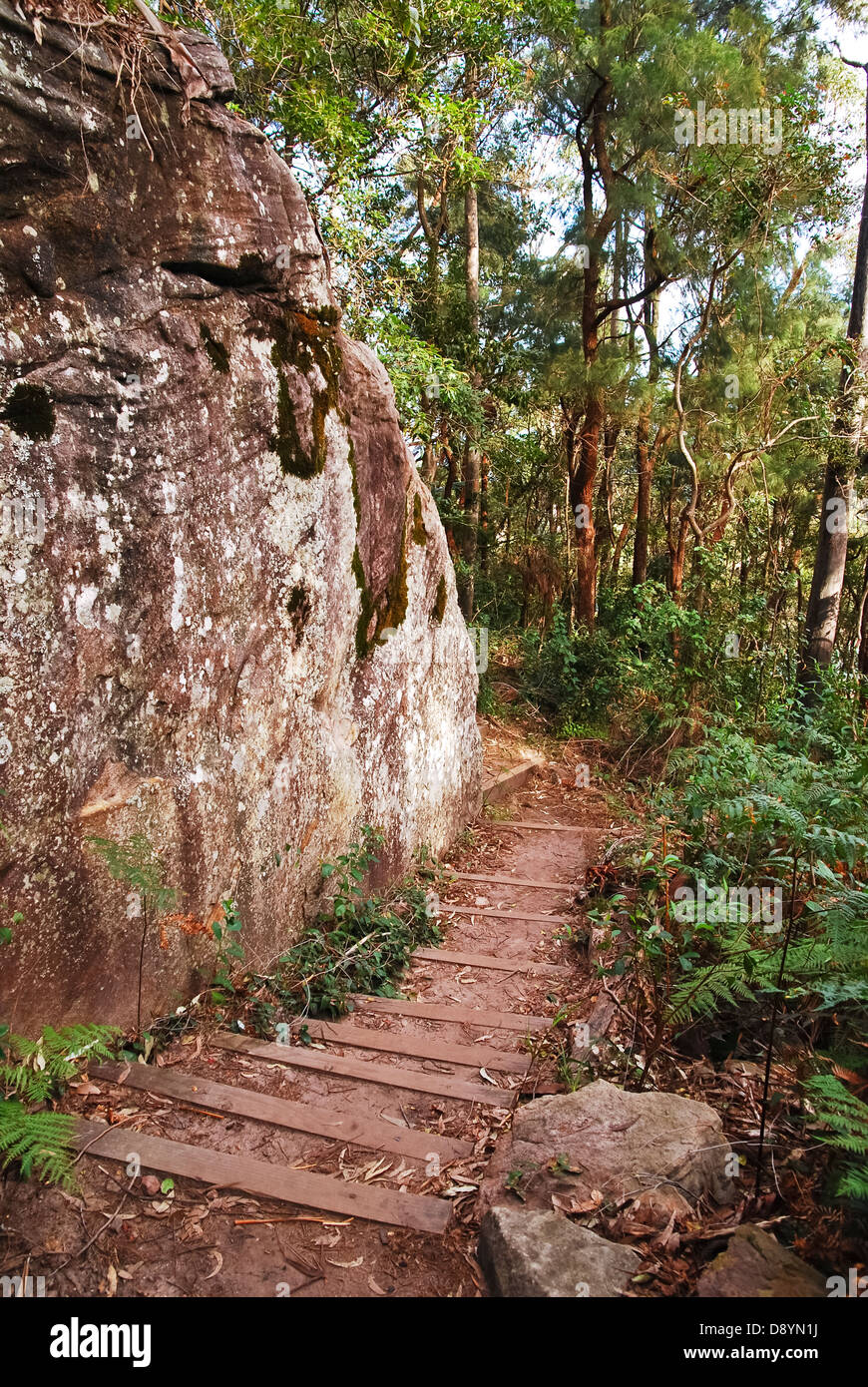 Palm Beach Hinterland Sydney suburban gum tree forest Stock Photo - Alamy