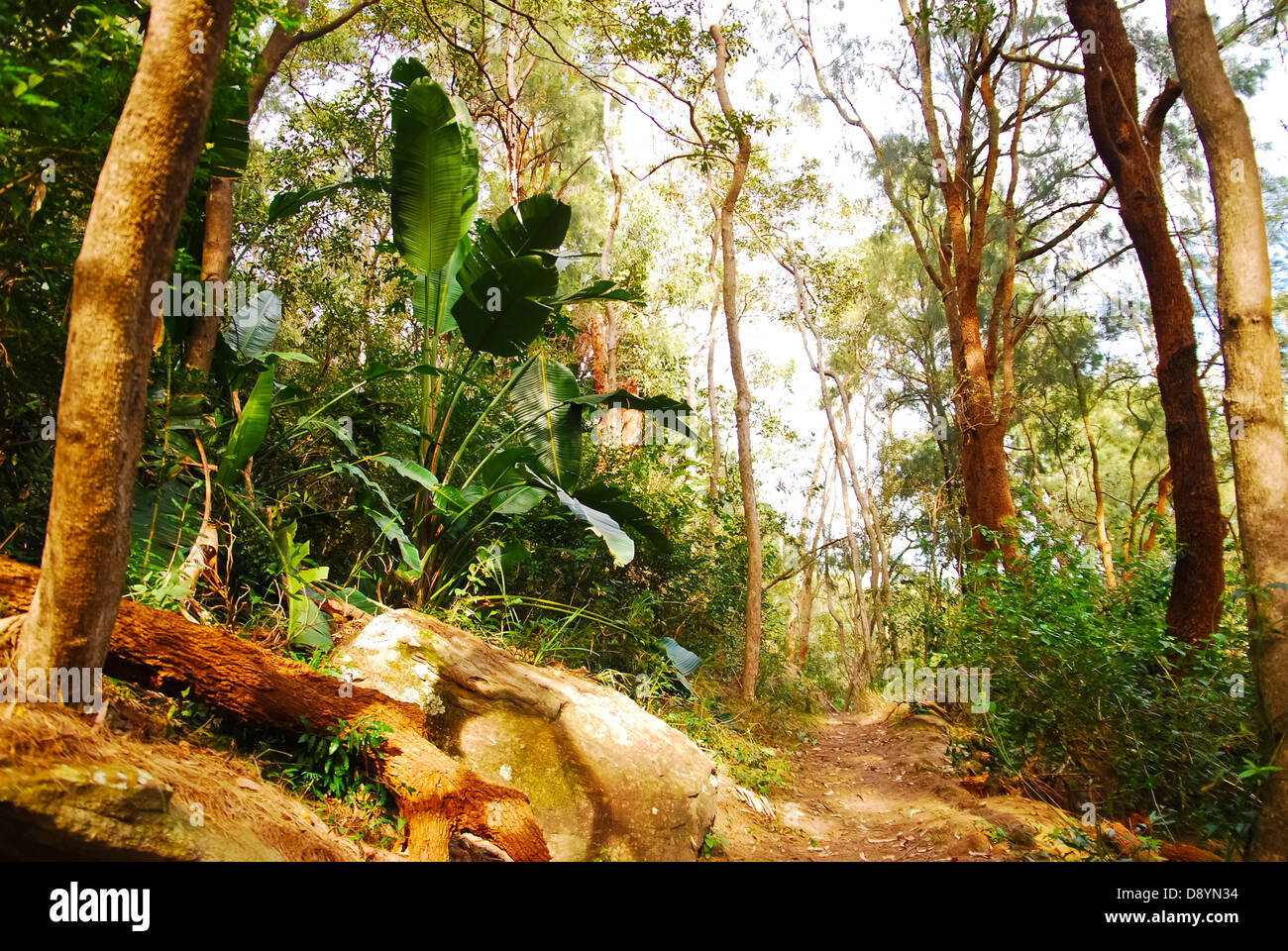 Palm Beach Hinterland Sydney suburban gum tree forest Stock Photo - Alamy