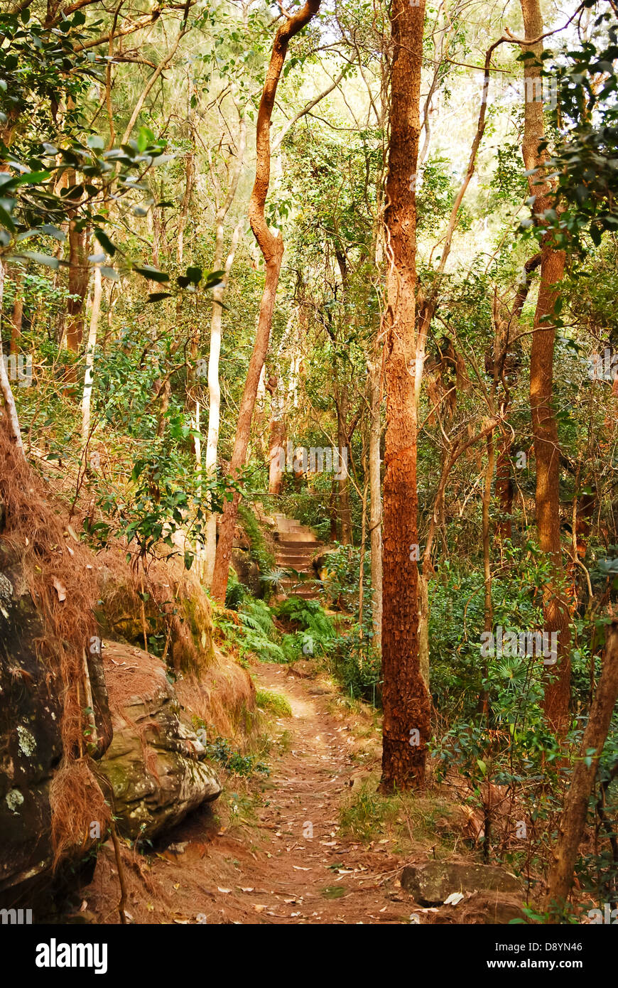 Palm Beach Hinterland Sydney suburban gum tree forest Stock Photo - Alamy