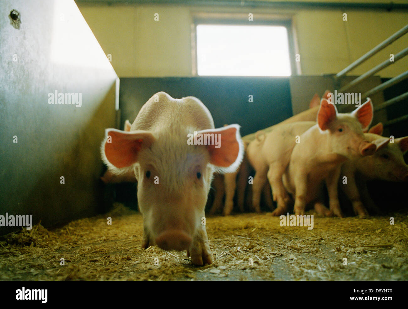 Pigs in barn Stock Photo - Alamy