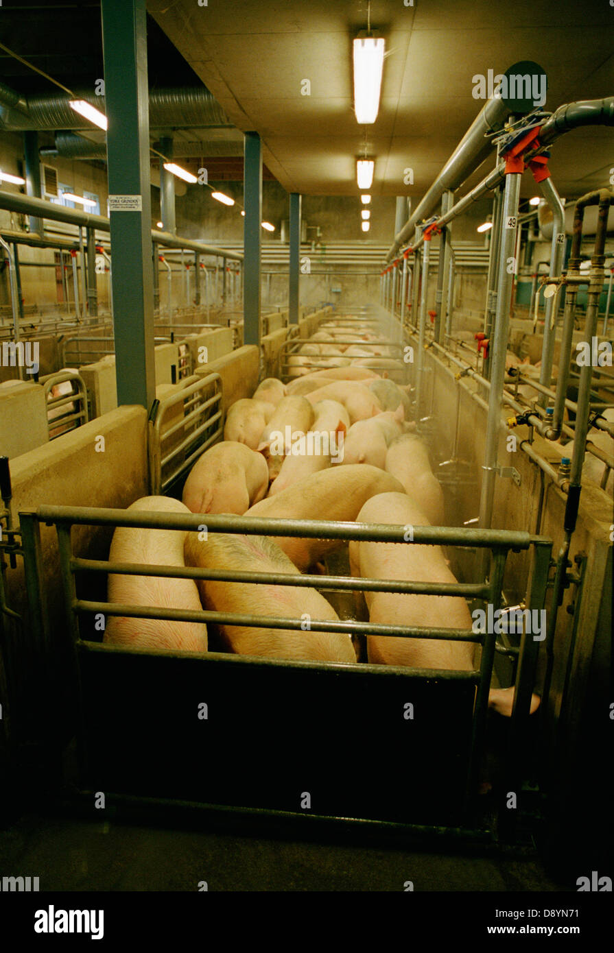 Pigs in butcher shop Stock Photo - Alamy