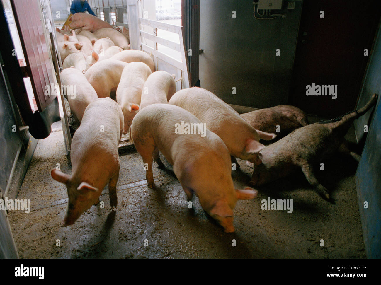 Pigs in butcher shop Stock Photo - Alamy
