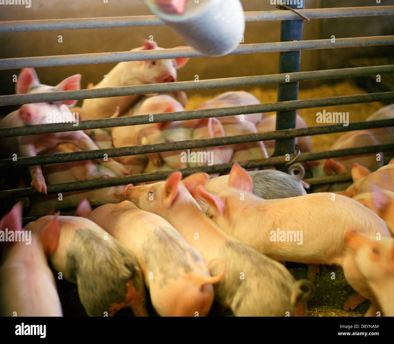 Pigs feeding in barn Stock Photo - Alamy