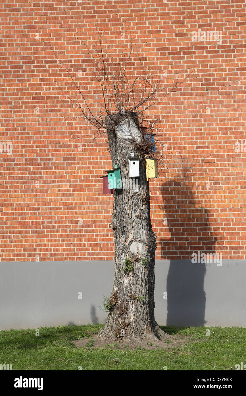 Tree dwelling birds hi-res stock photography and images - Alamy
