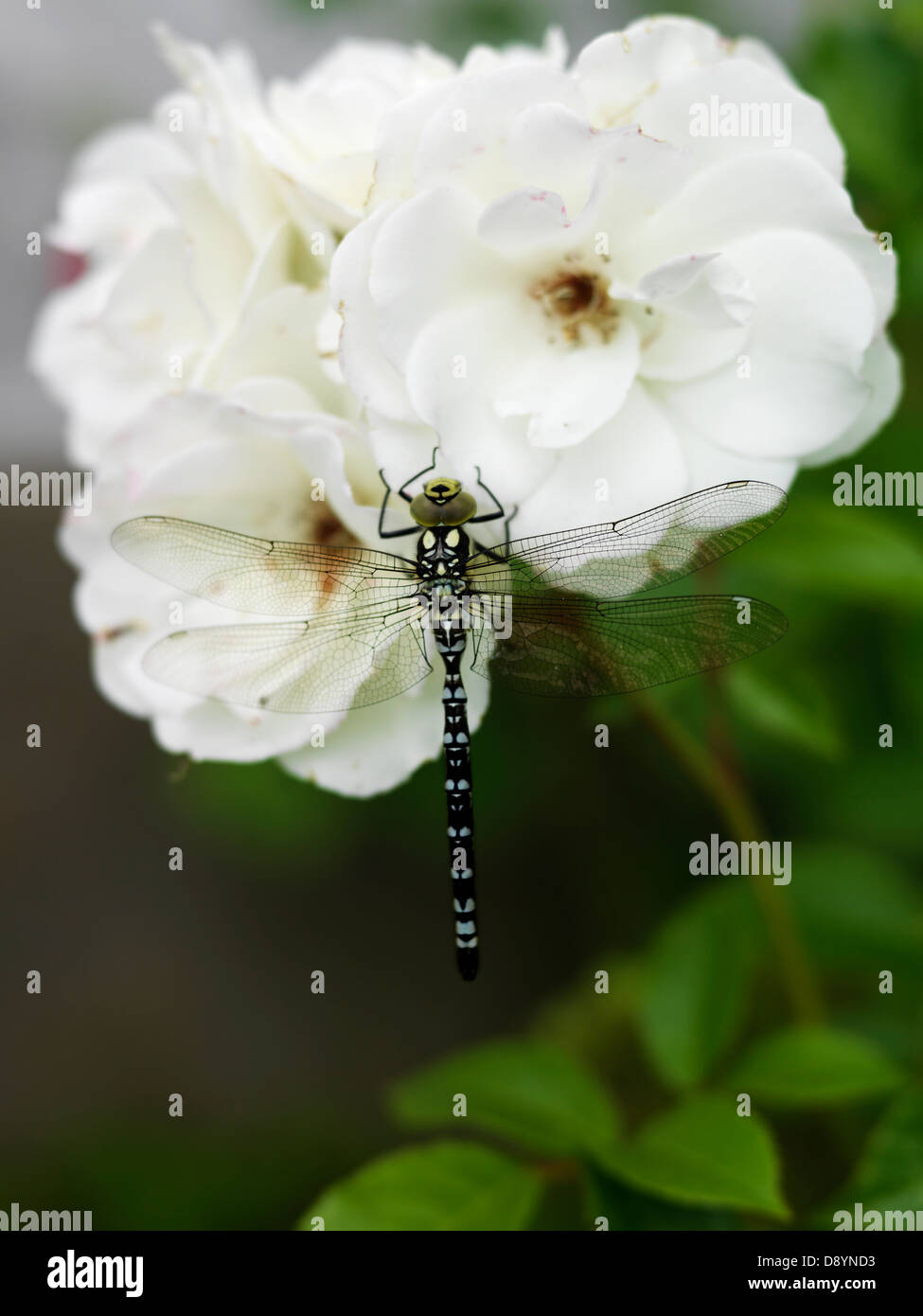 Dragonfly on white rose, close-up Stock Photo - Alamy