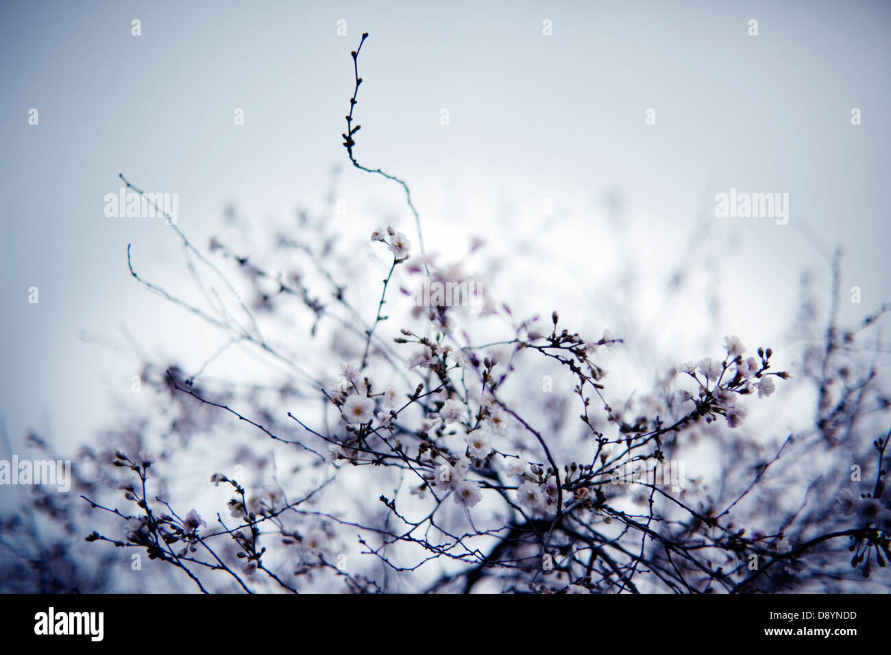 Early blooming, England Stock Photo - Alamy