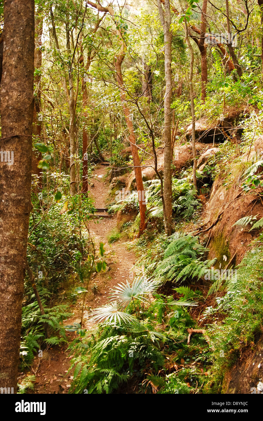Palm Beach Hinterland Sydney suburban gum tree forest Stock Photo - Alamy