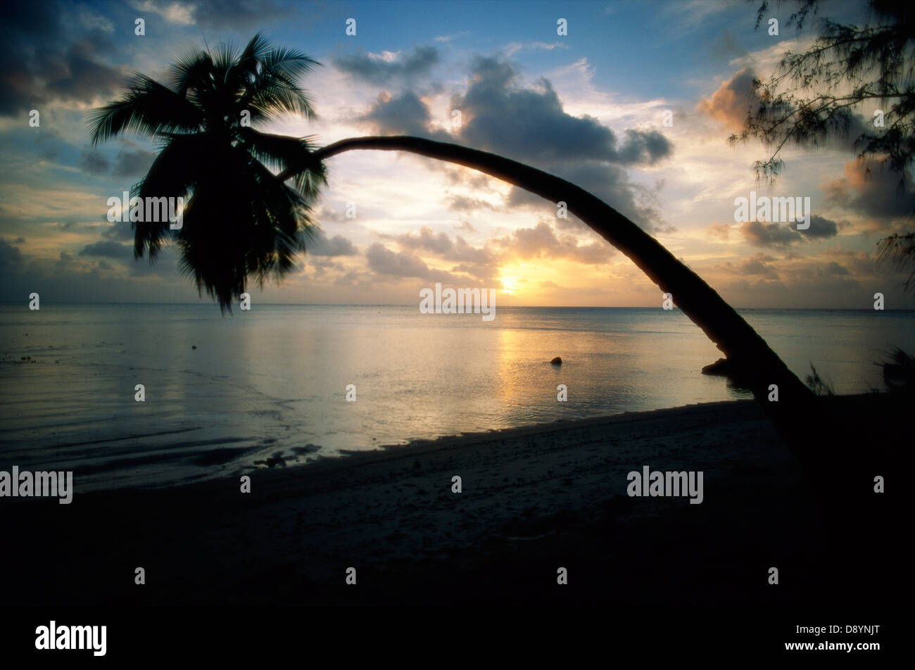 View of bent palm tree at sunset Stock Photo - Alamy